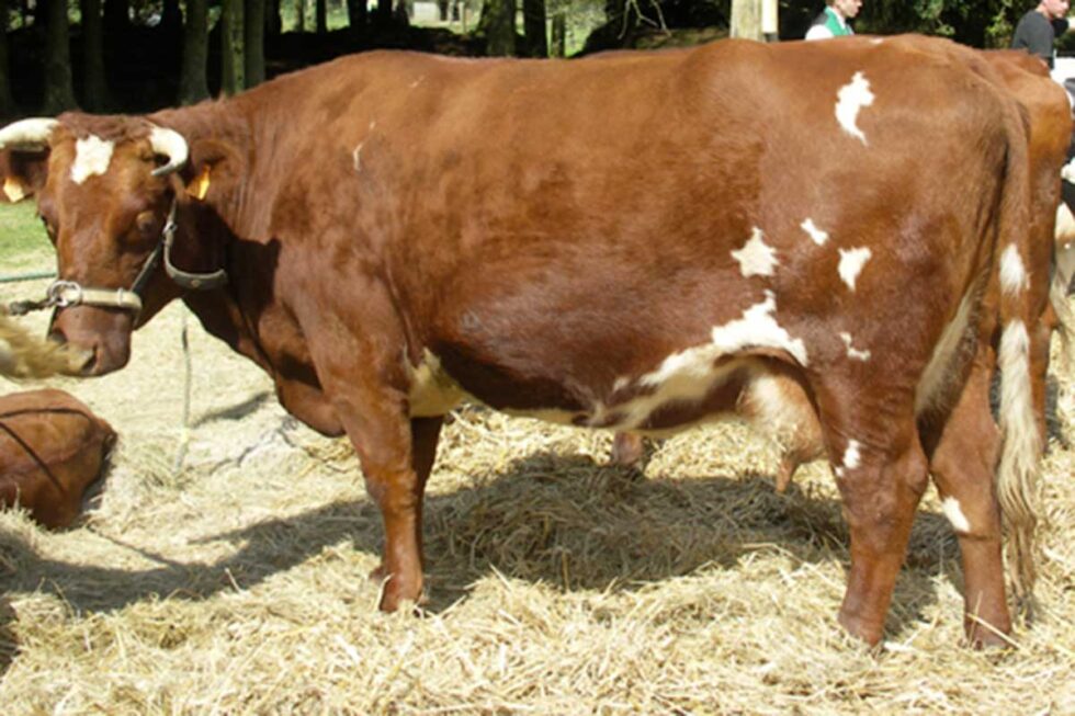 Vache Armoricaine - Crapal