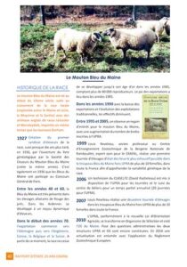 Mouton Bleu du Maine - Crapal